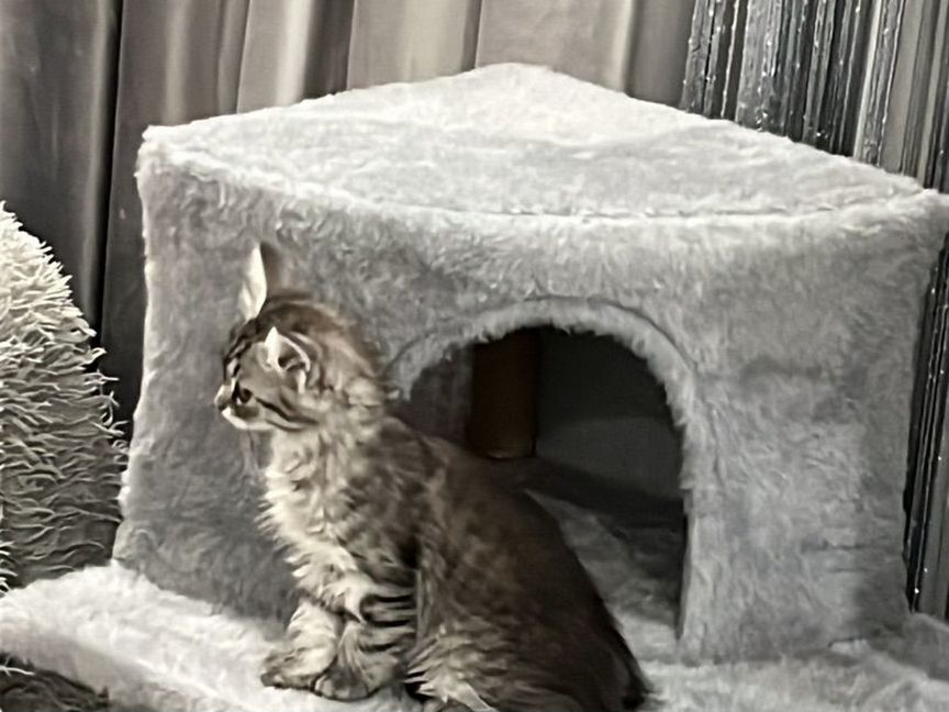 Сибирская чистокровная кошечка