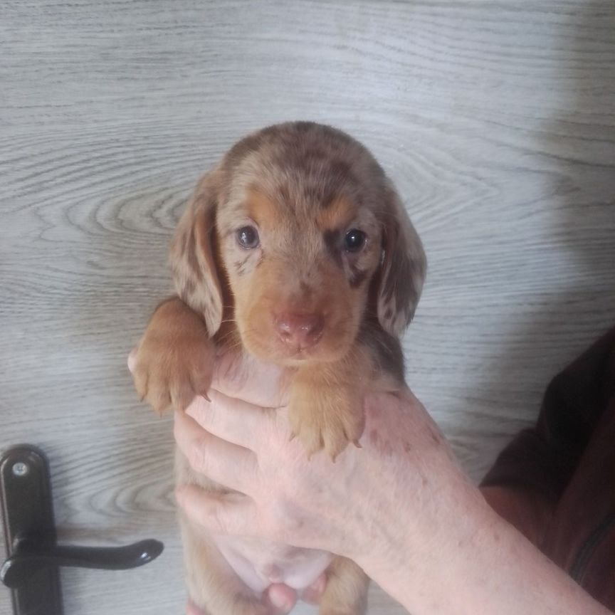 Мальчики шоко мерле