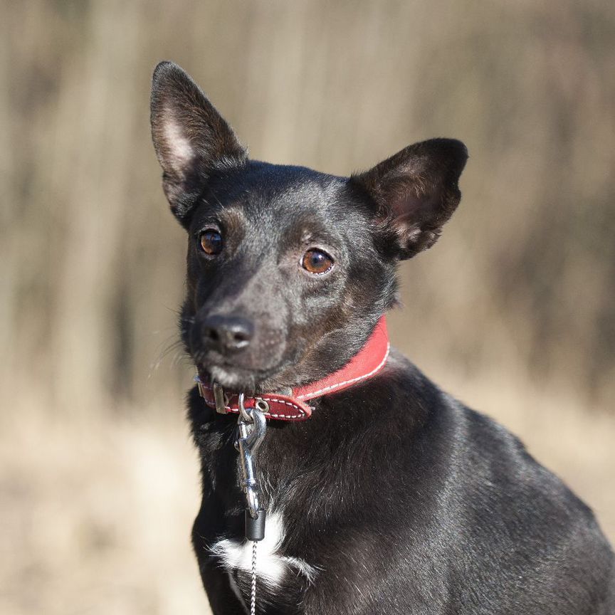 Маленькая собака в добрые руки
