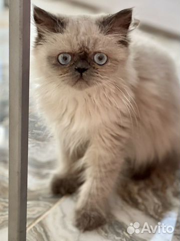 Персидская блю пойнт