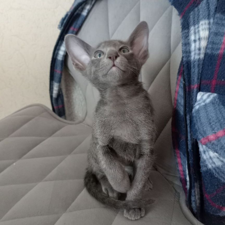 Ориентальный котёнок