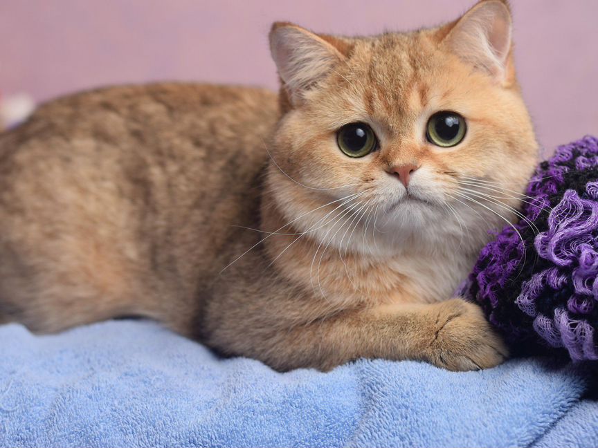 Молодой шотландский кот золотая шиншилла