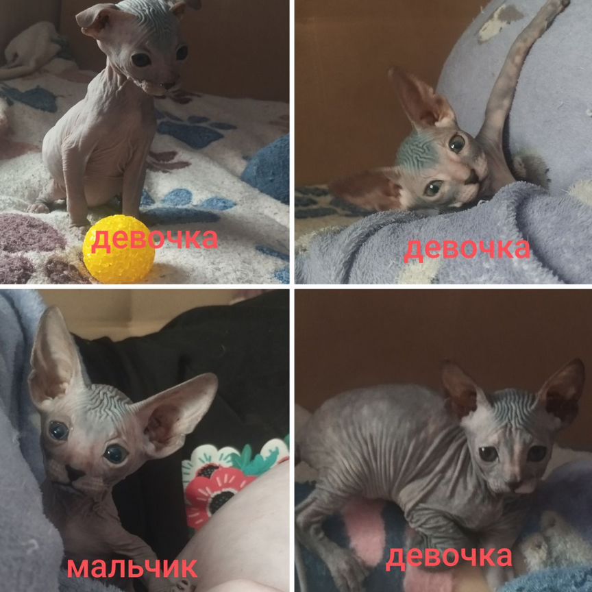 Донской сфинкс котёнок