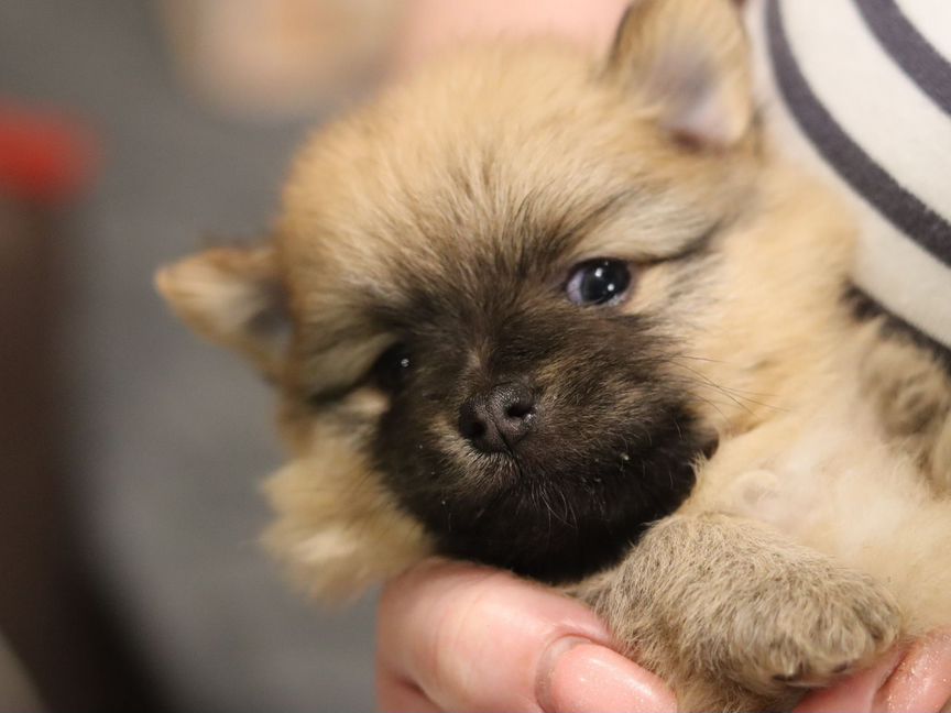 Щенки померанского шпица