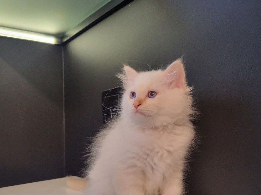 Котенок Священной Бирмы