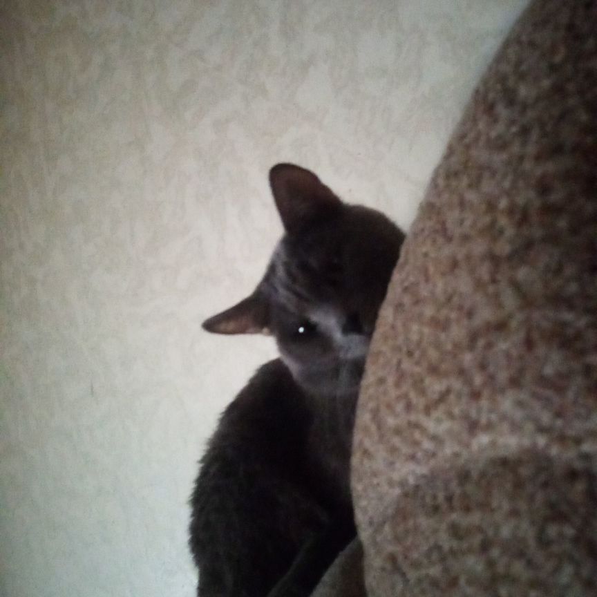 Тайский кот Вязка