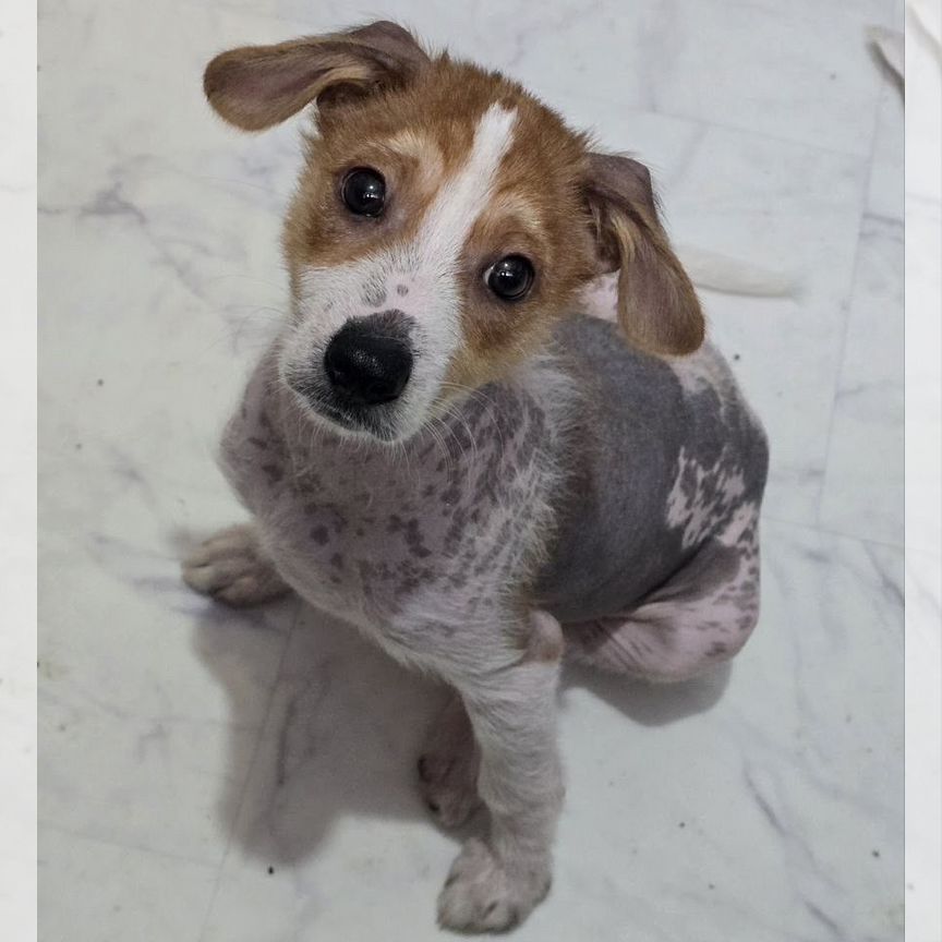 Щенок в добрые руки