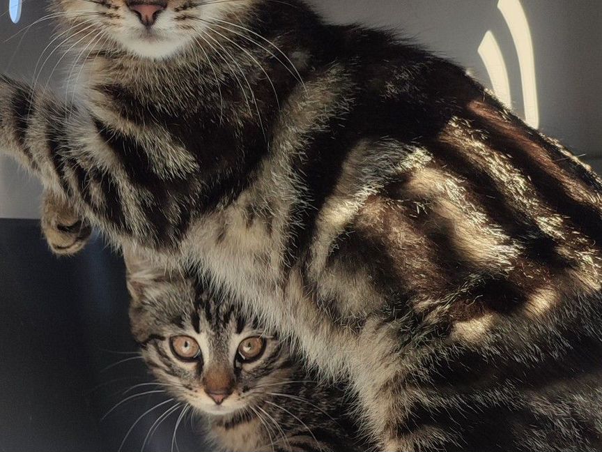 Котята, кошки, подростки