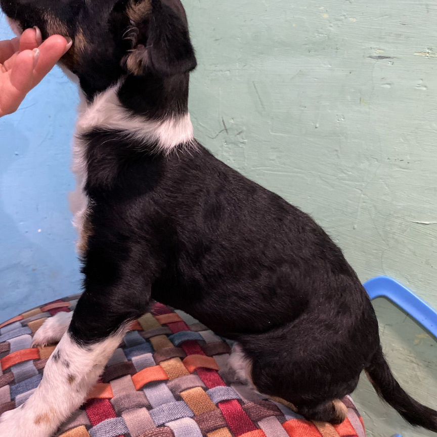 Отдам в добрые руки