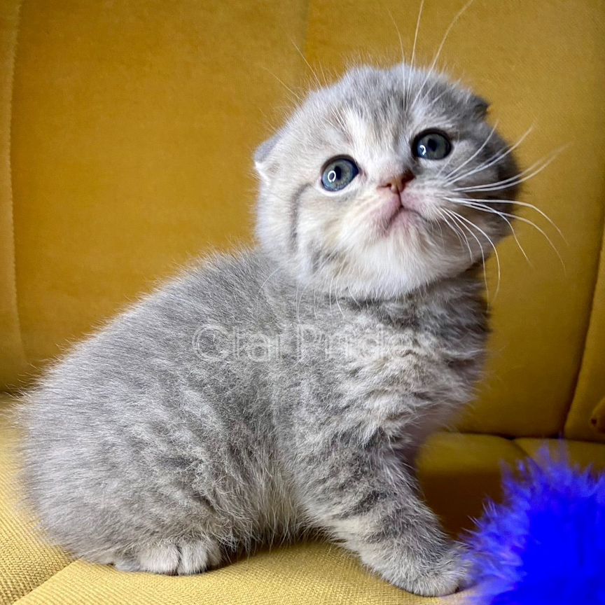 Шотландский вислоухий короткошёрстный котёнок