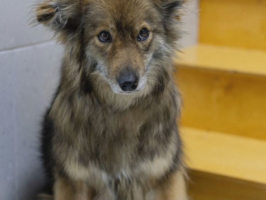 Заберите меня из приюта