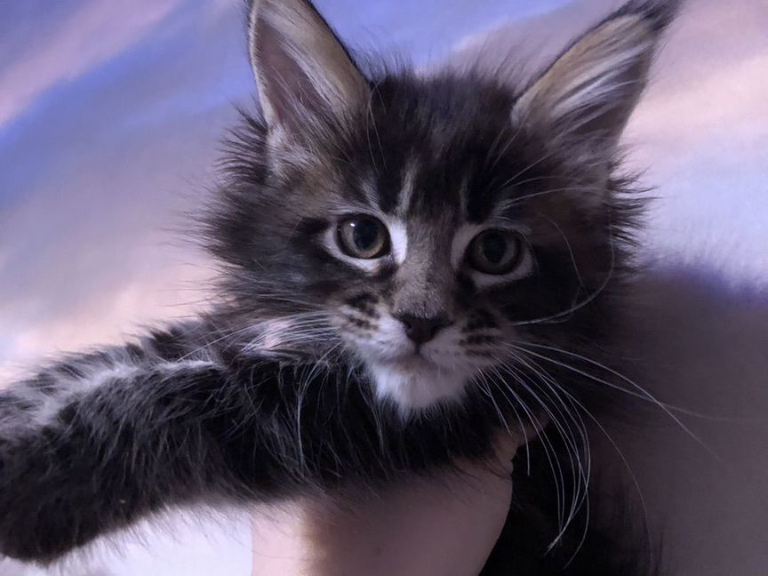 Котята мейн-кун