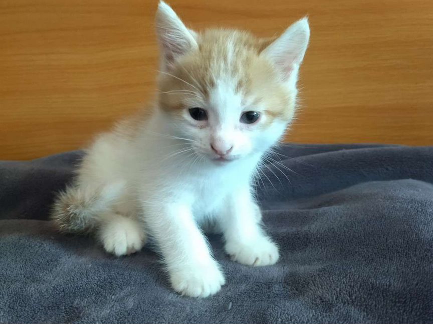 Отдаем двух симпатичных котят в добрые руки