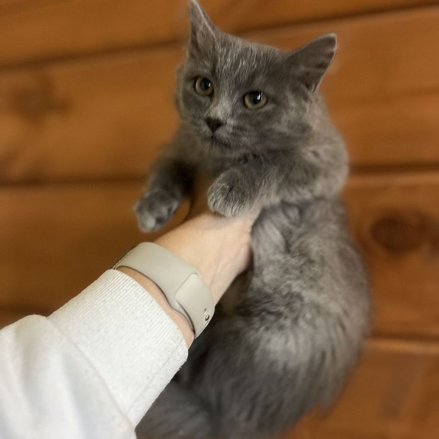 Котенок девочка в добрые руки