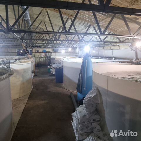 Осетрова форелевое хозяйство купить в Багаевской | Готовый бизнес и ...
