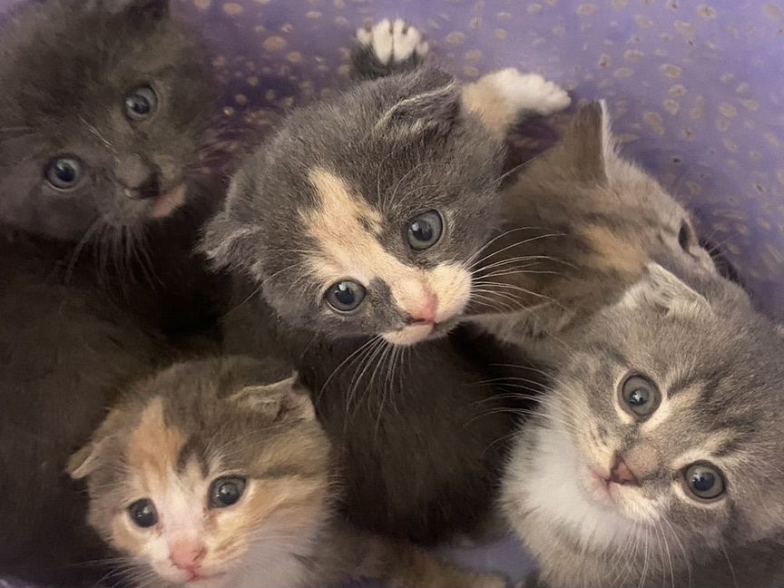 Котята