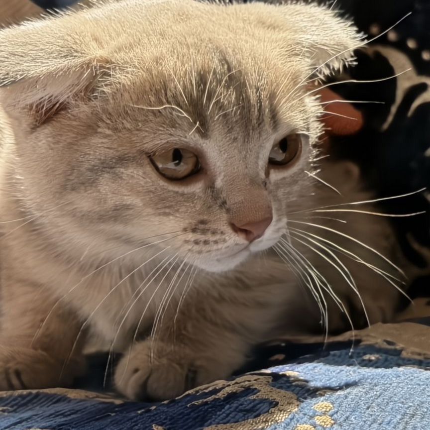 Шотландский вислоухий короткошёрстный котёнок