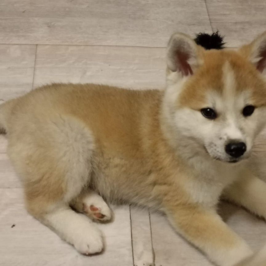 Акита-ину (Хатико)