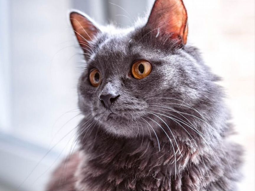 Кошка нибелунг в дар