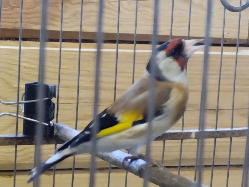 Щеглы, лесные птицы