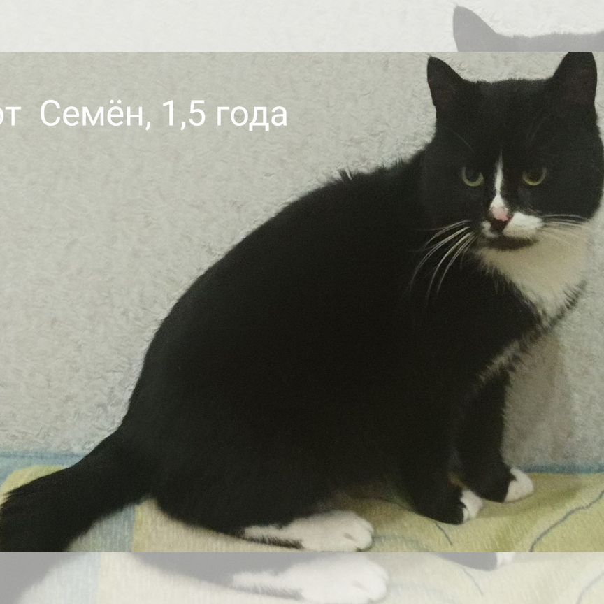 Взрослый кот в добрые руки