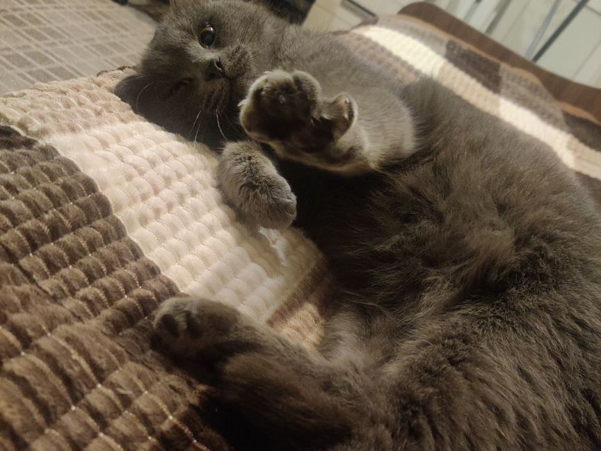 Кот добрый в заботливые руки