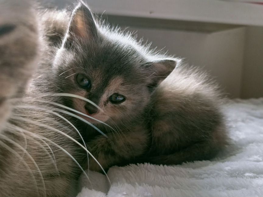 Кошка