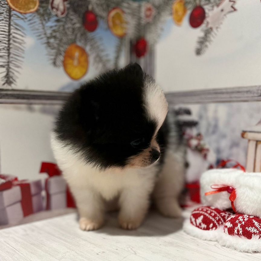 Померанский шпиц, щенок