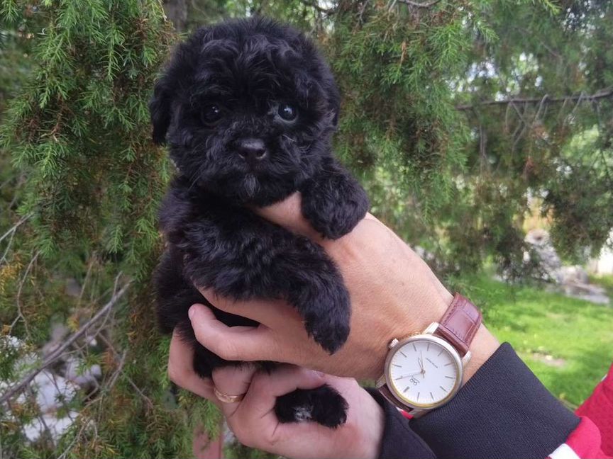 Мальтипу f1 мальчик