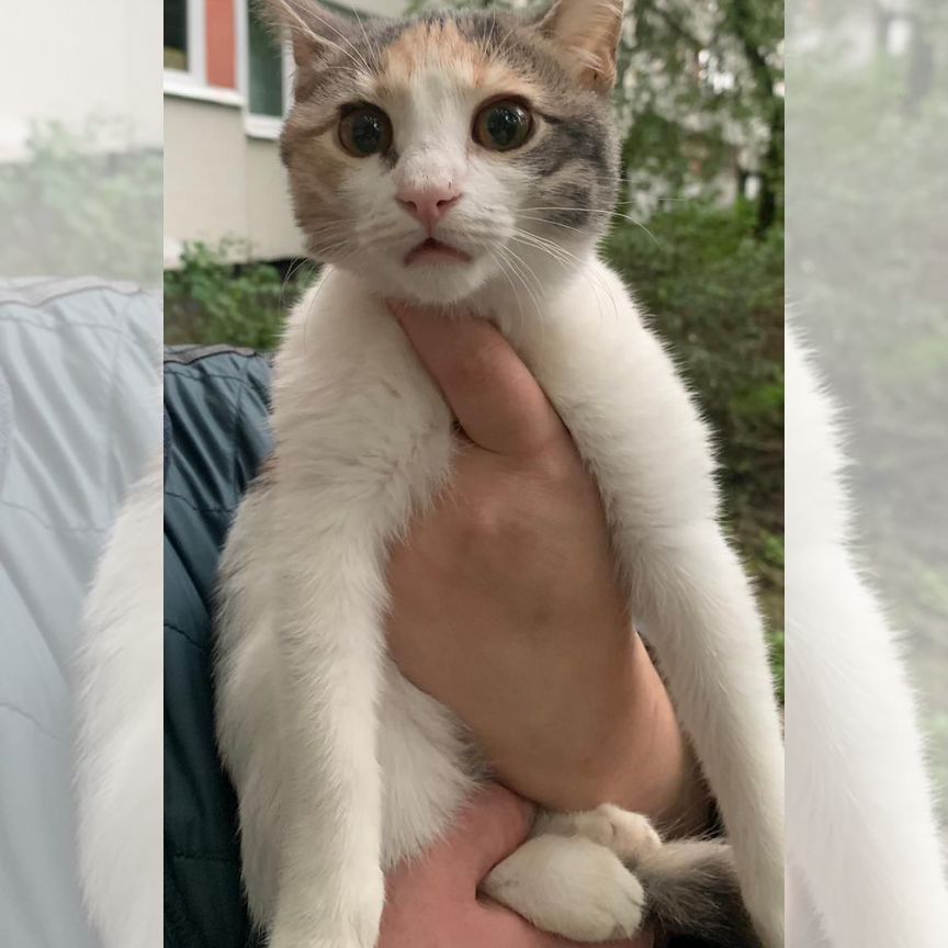 Котята в добрые руки бесплатно девочка