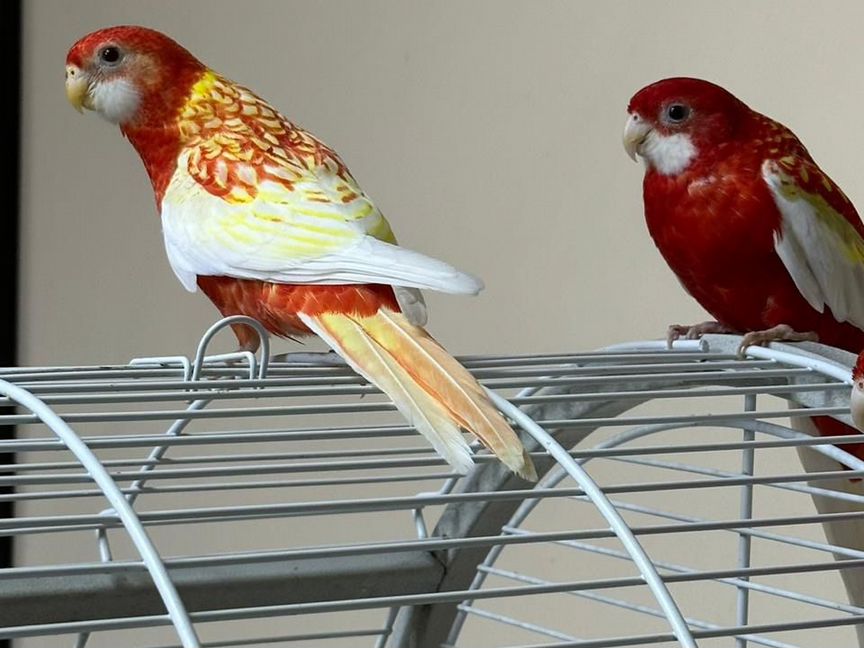 Рубиновая розелла птенцы