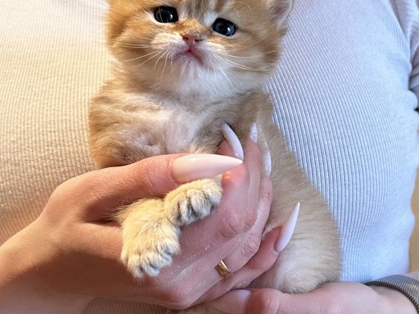 Британская золотая шиншилла