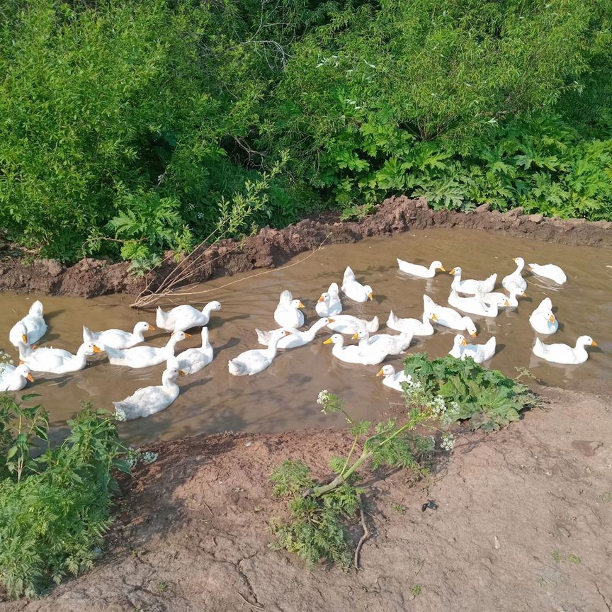 Гусята линда