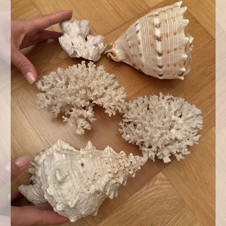 Морские кораллы ракушки