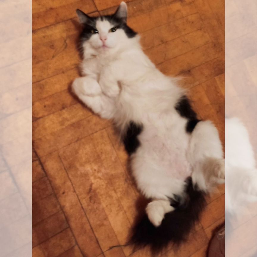 Взрослая, кошка в добрые руки