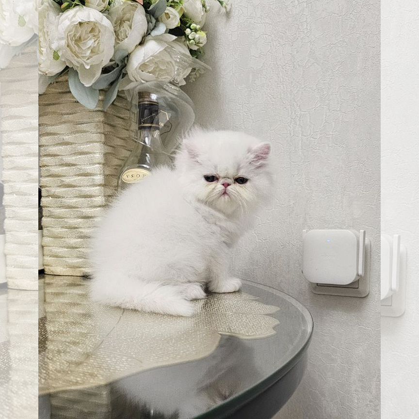 Персидский котёнок