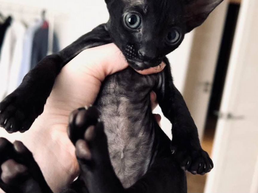 Котенок корниш-рекс