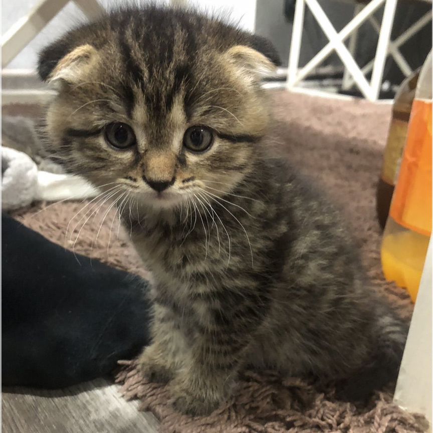 Британские котята