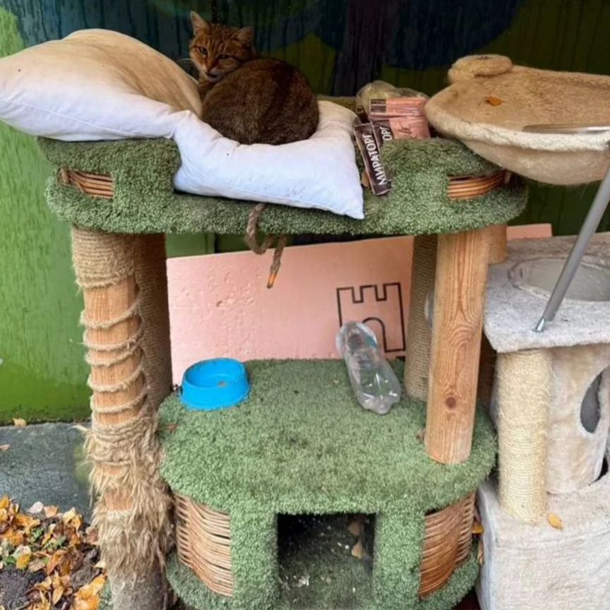 Взрослая, кошка в добрые руки