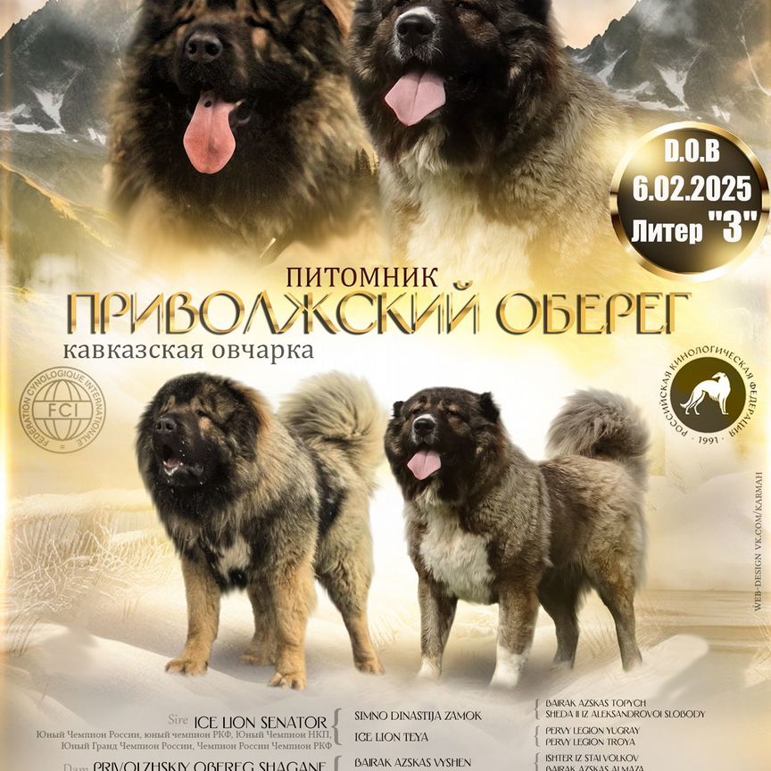 Кавказская овчарка. Щенки