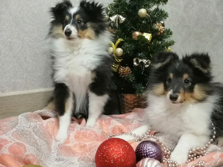 Щенки Шелти