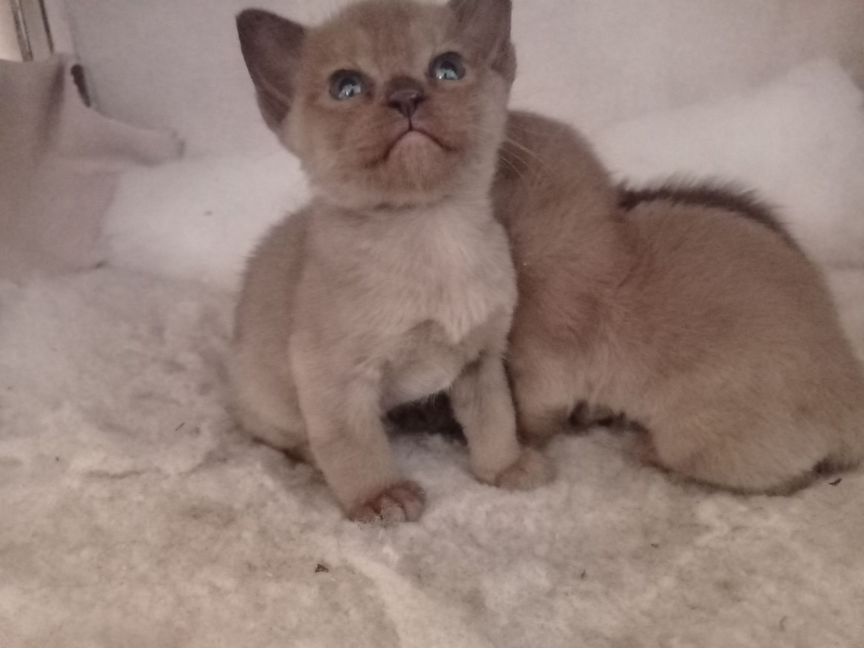 Бурманская