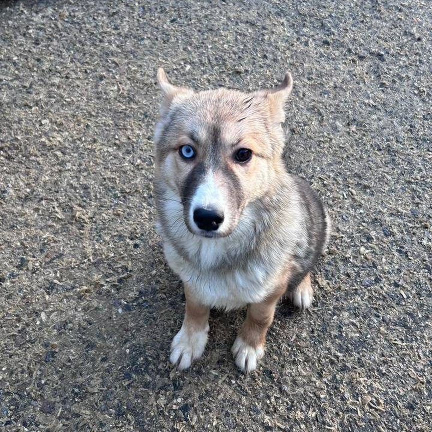Щенок собака в добрые руки