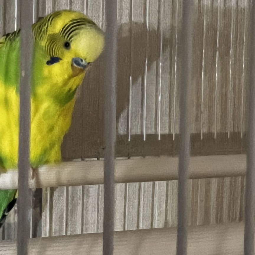 Волнистый попугай ручной и говорящий