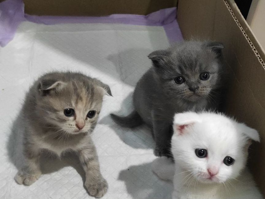 Шотландские вислоухие котята