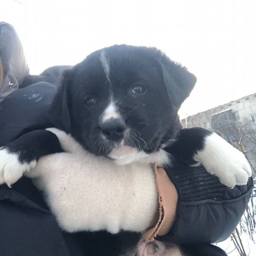 Щенок в добрые руки