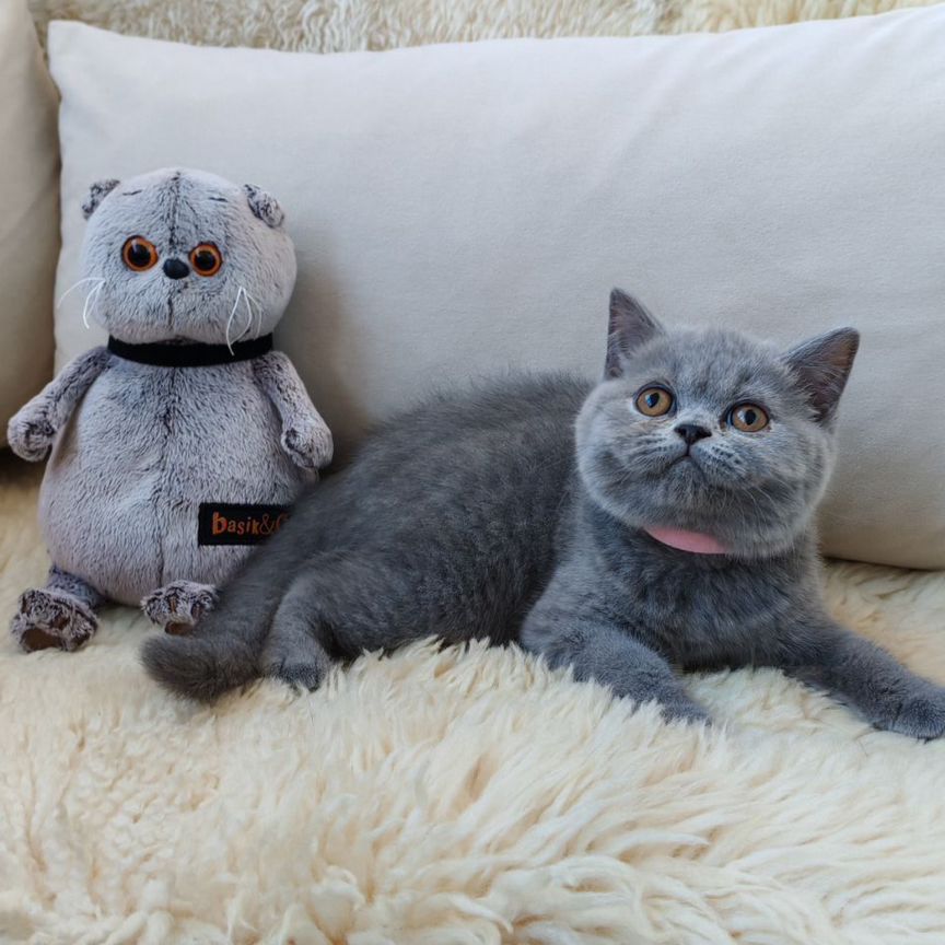 Британские котята