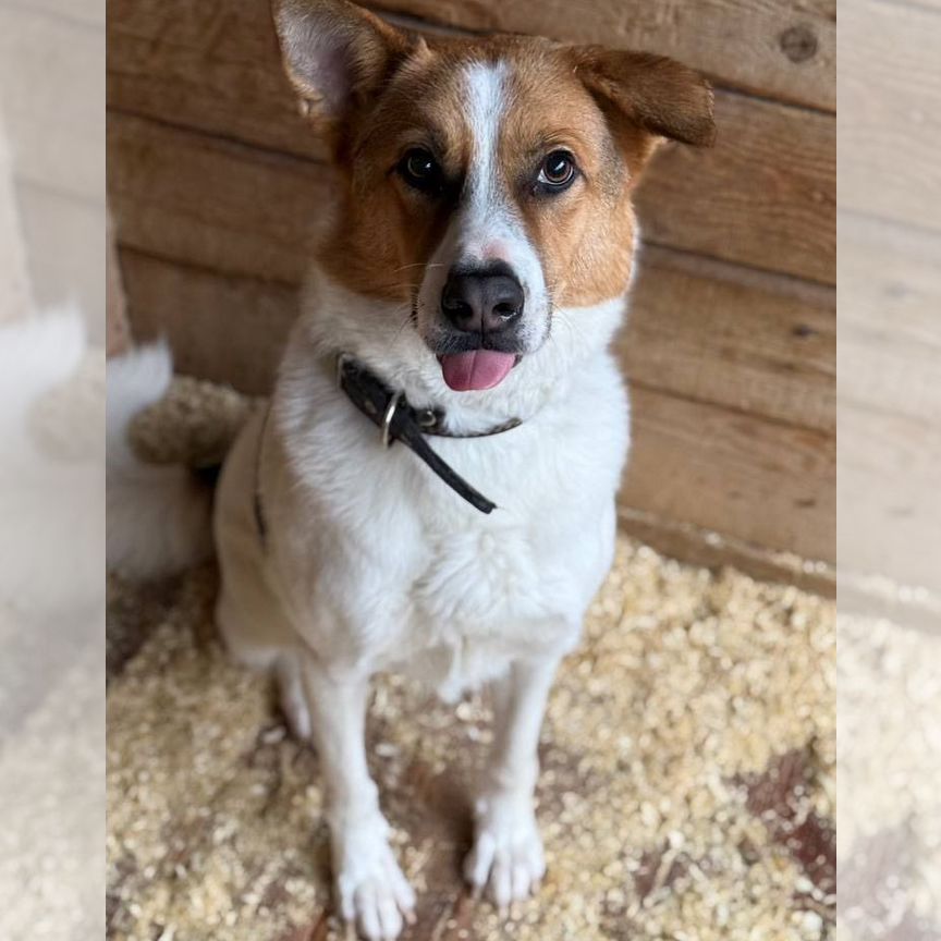 Взрослый пёс в добрые руки