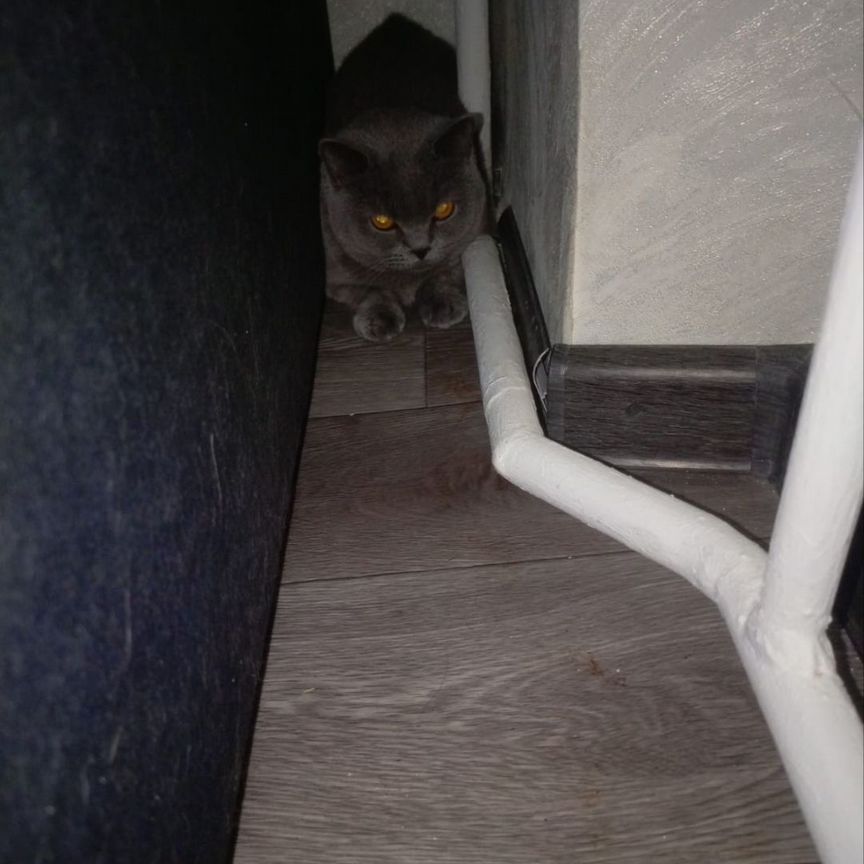 Отдам в хорошие руки. Британская кошка