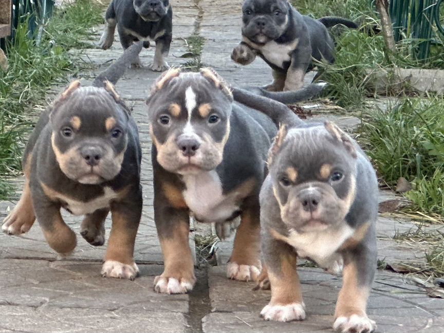 Супер малыши Американкского булли